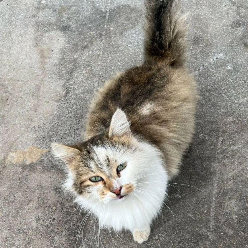 Котик в добрые руки