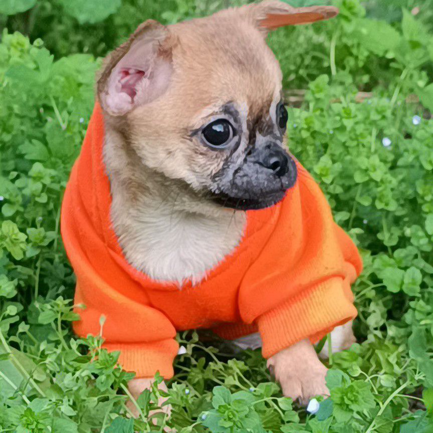 Щенки чихуахуа мальчик