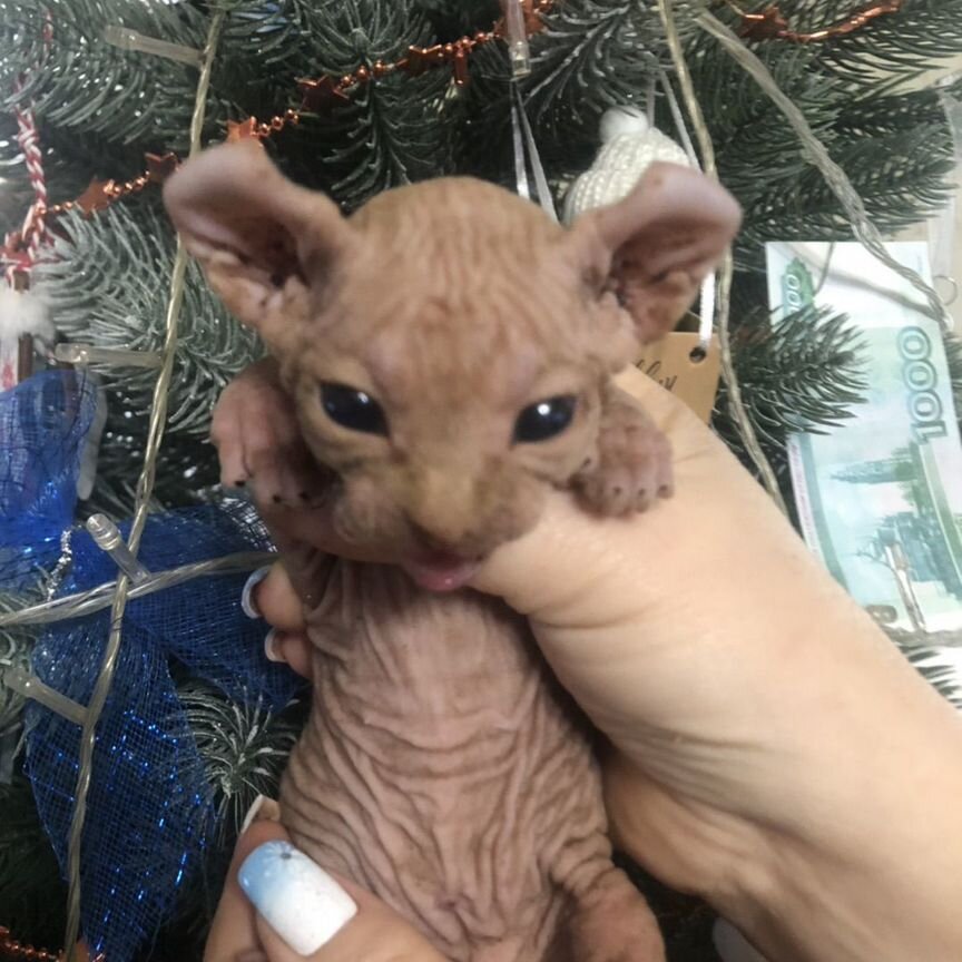 Котенок эльф и эльф страйт