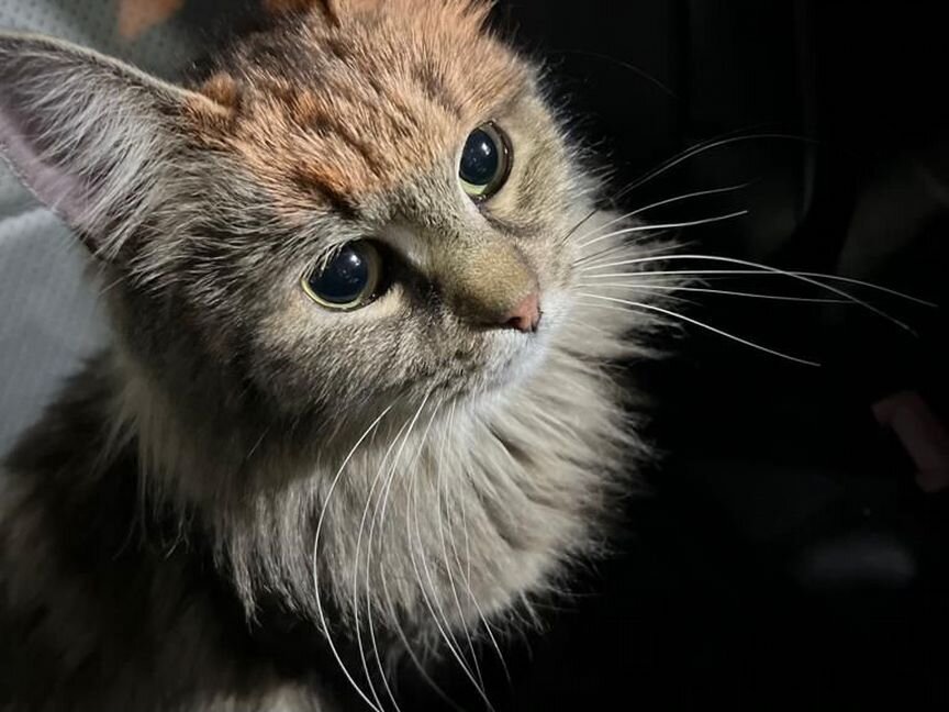 Кошка в туннеле под пл. Победы