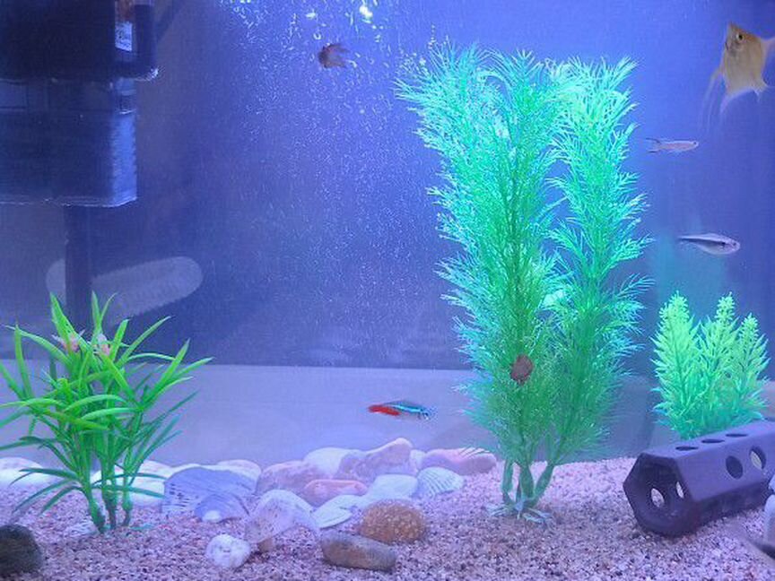 Аквариум 20 литров