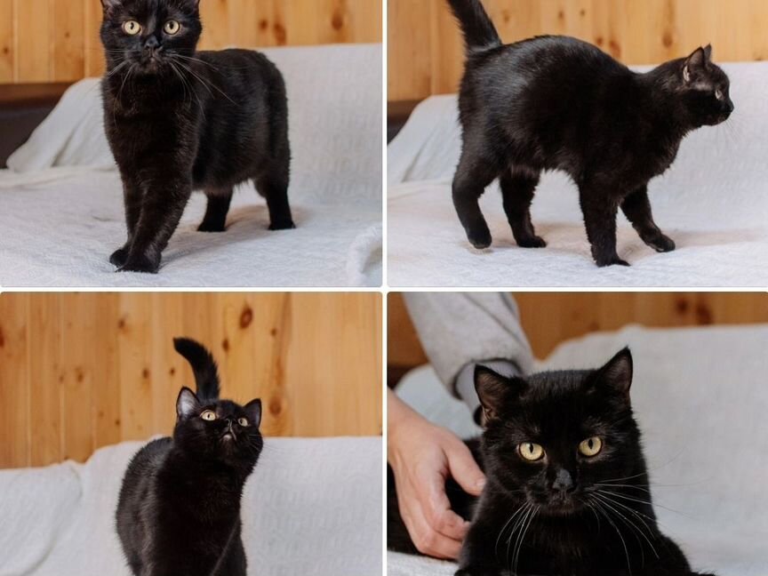Ласкунья попрыгунья