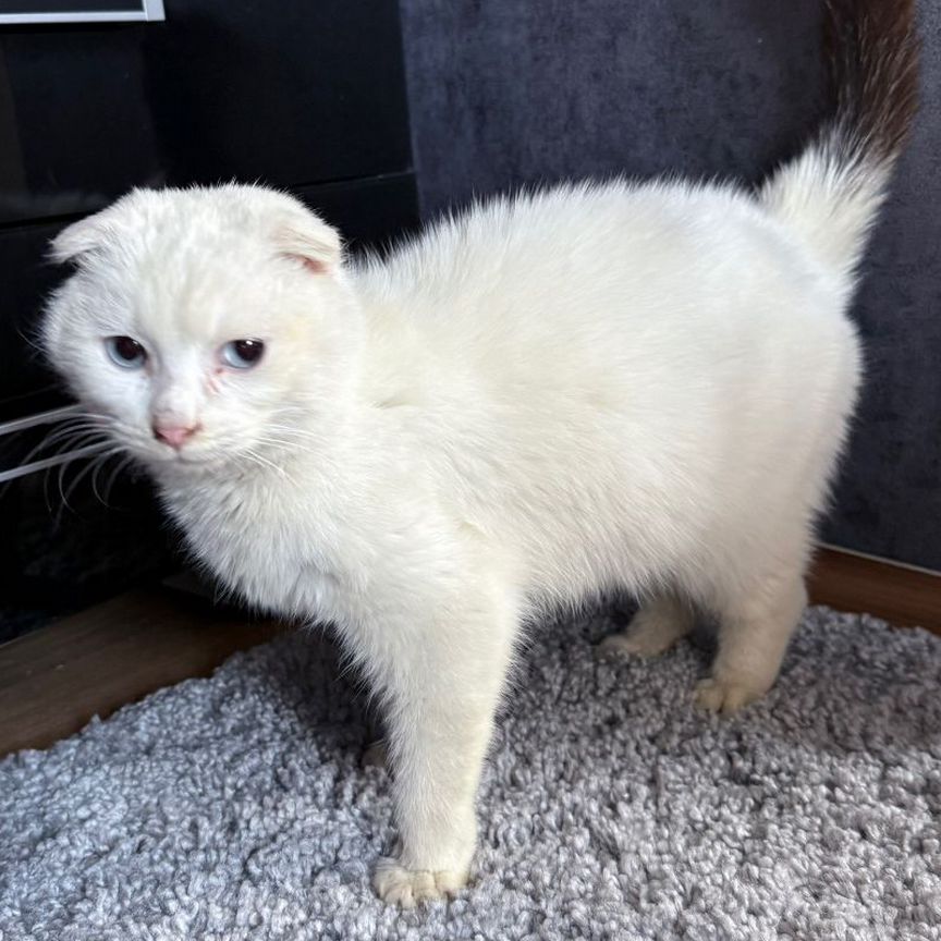 Шотландская вислоухая короткошёрстная, взрослая кошка