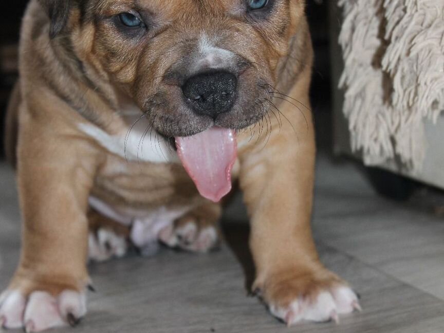 Американский булли Супер Туз