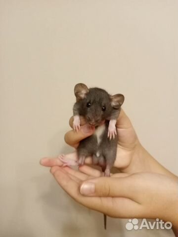 Крыса дамбо