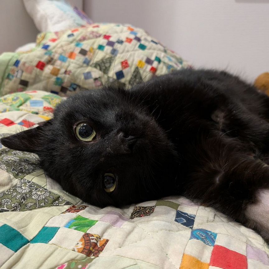 Взрослый кот в добрые руки