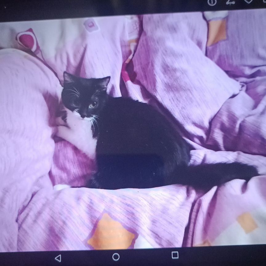 Одам в добрые руки бесплатно, девочка