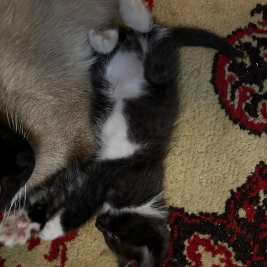 Котенок девочка в добрые руки