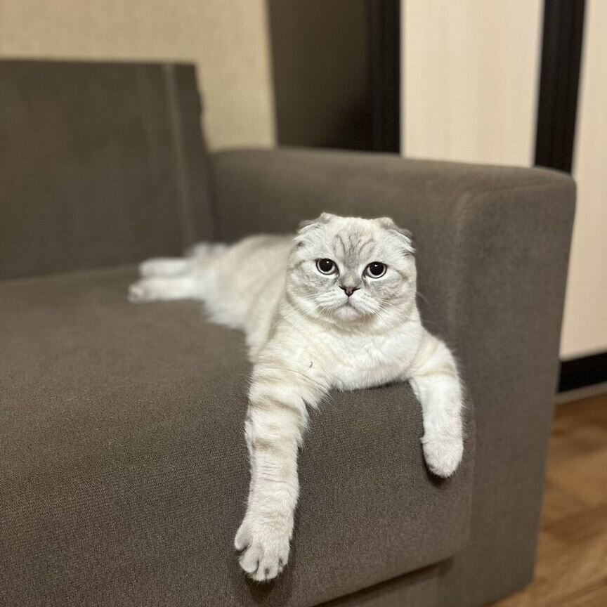 Шотландская кошка