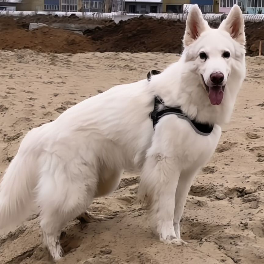 Шлейка для собаки, пояс и потяг