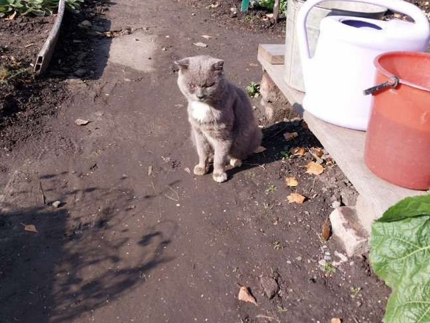 Котики бесплатно
