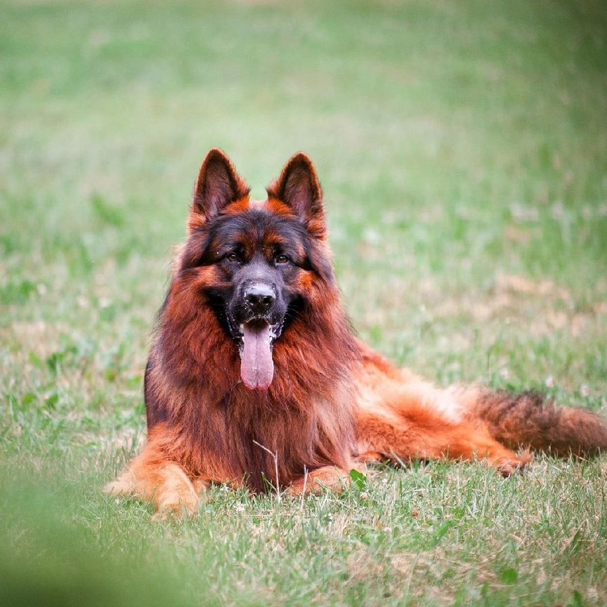 Щенки немецкой овчарки