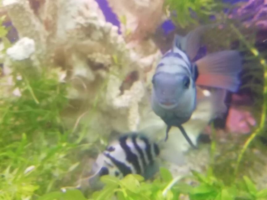 Аквариумные рыбки 2шт