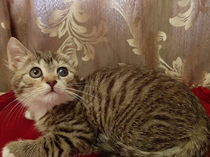 Котёнок в добрые руки