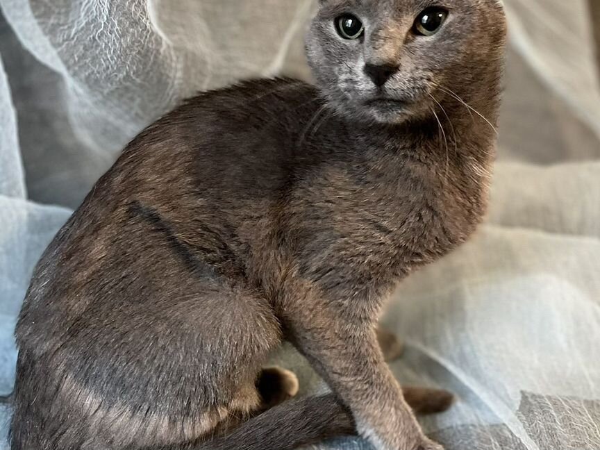 Русская голубая малышка