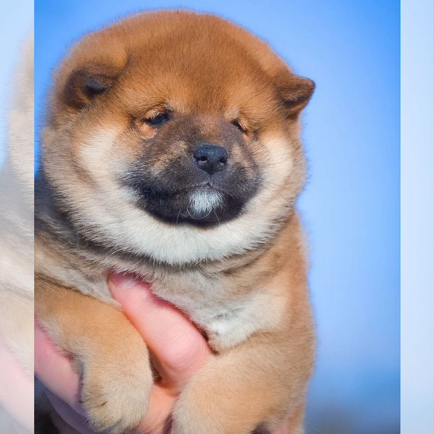 Сиба-ину, щенок