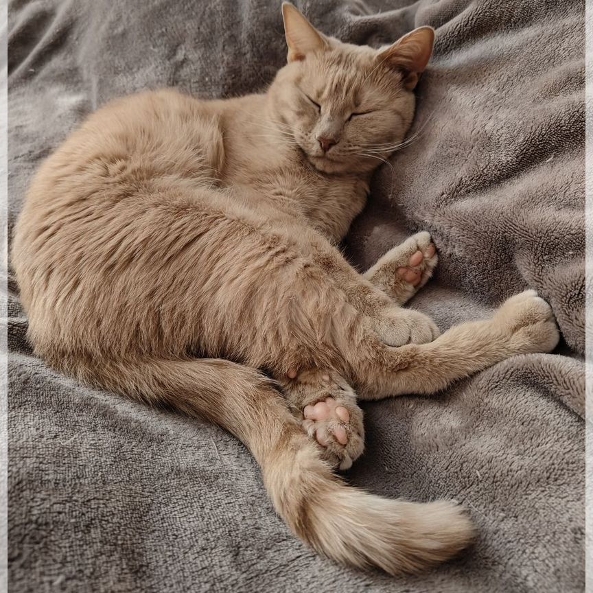 Курильский бобтейл короткошёрстный, взрослая кошка