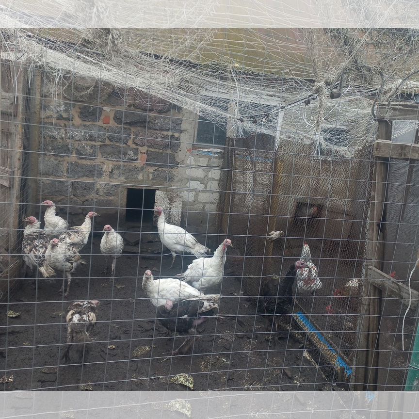 Индюки индюшата