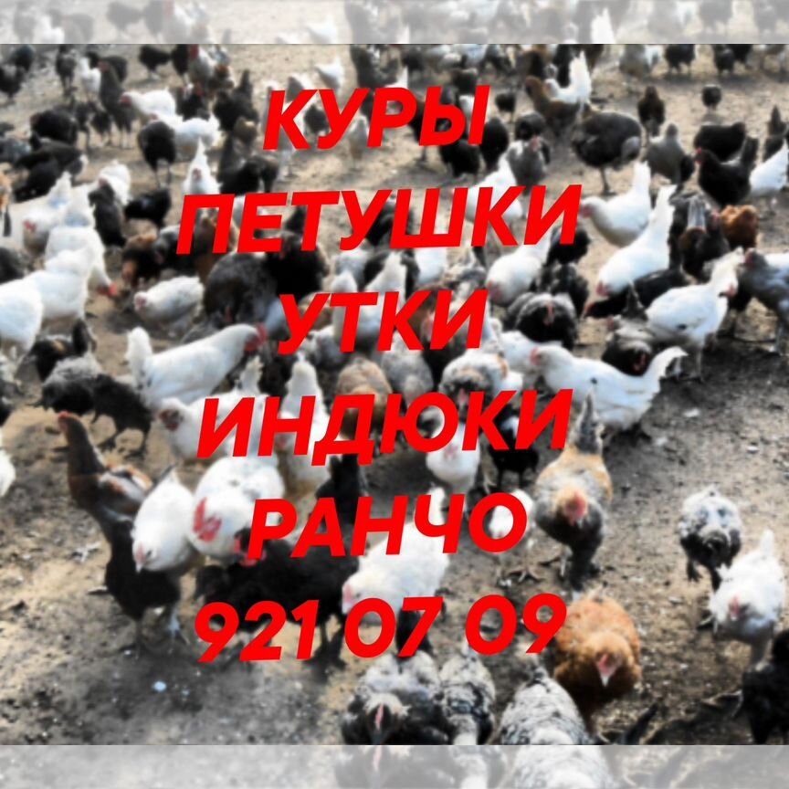 Куры, Петушки, Индюки, Утки