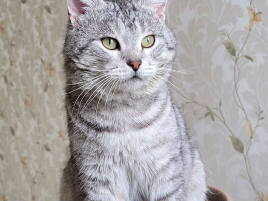 Молодой котик