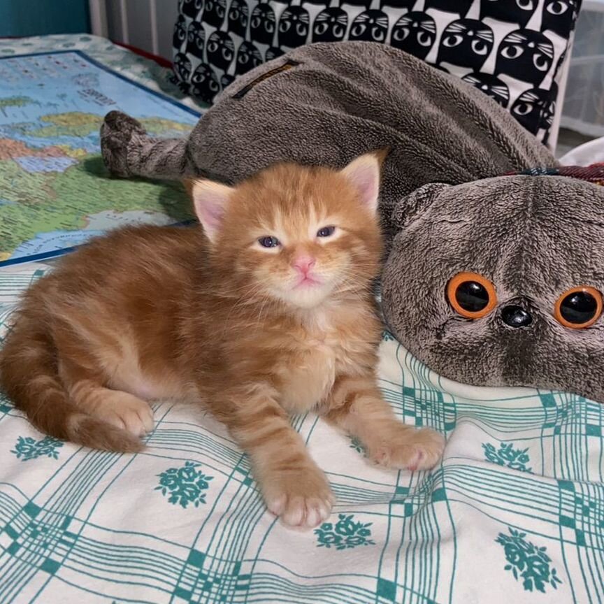 Котята на расстоянии