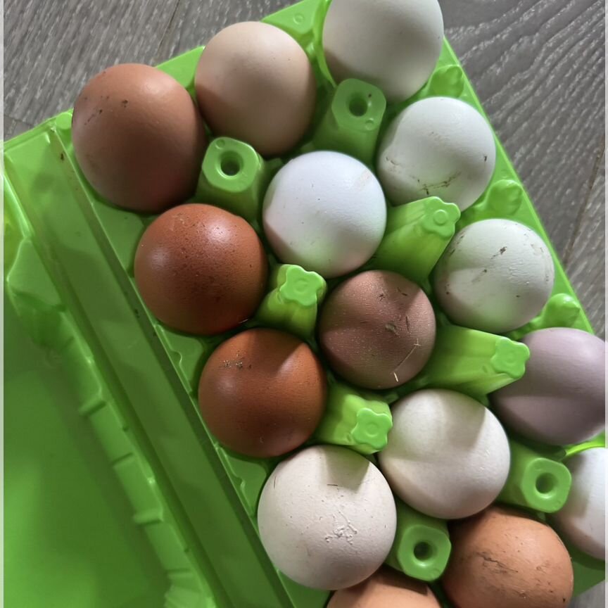 Инкубационное яйцо