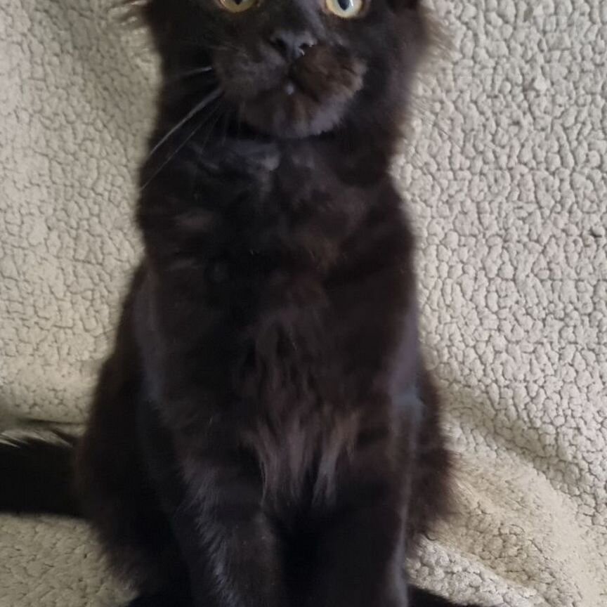 Чёрный котик Мейн-кун