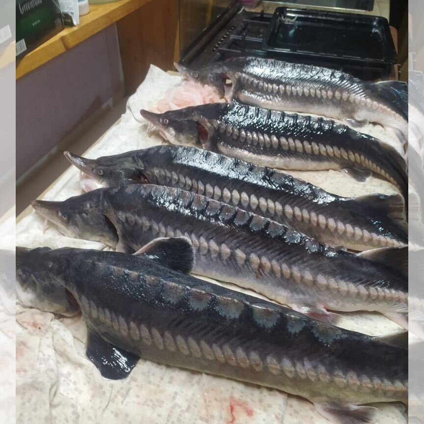 Живая рыба для пруда