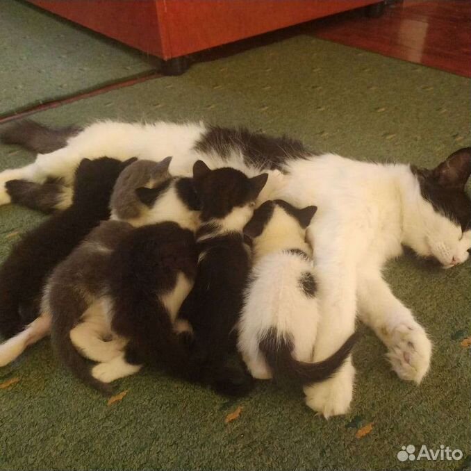 Котяточки в добрые руки