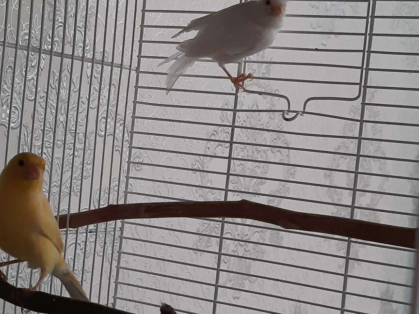 Кенара и канарейки