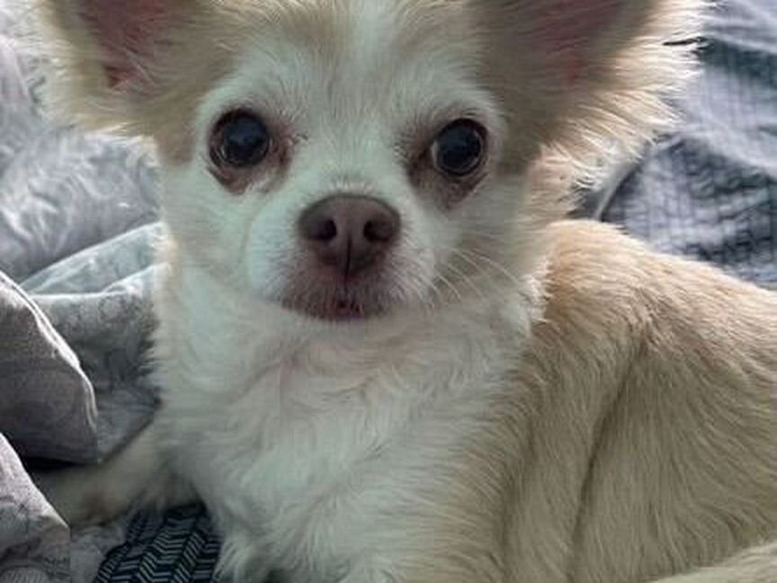 Чихуахуа в добрые руки