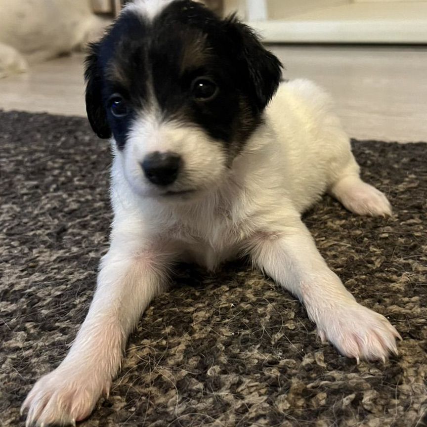 Щенок в добрые руки