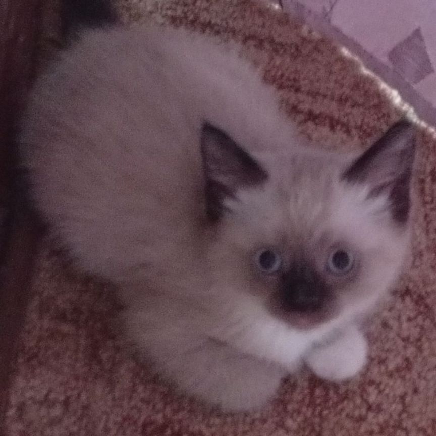 Котёнок в добрые руки