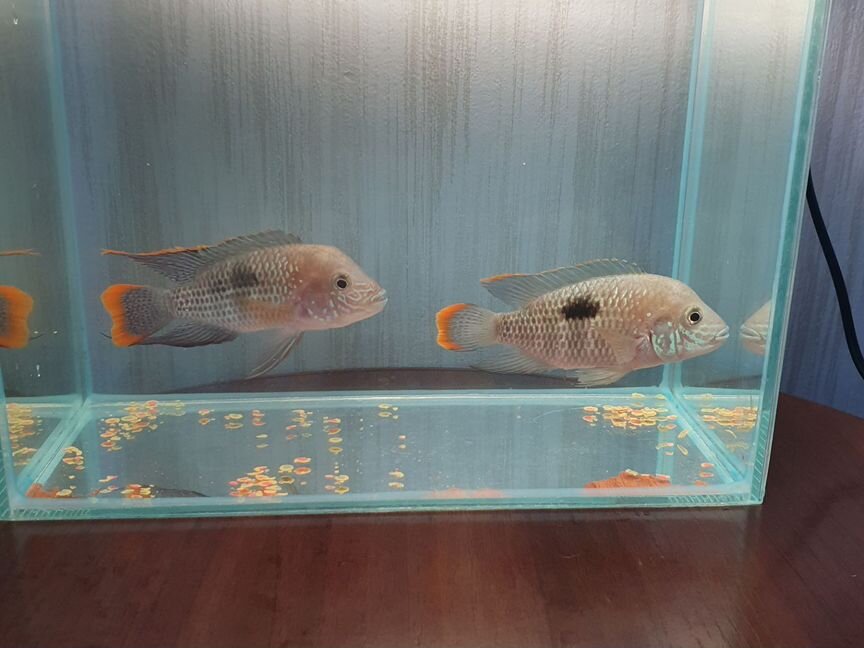 Аквариумные рыбки