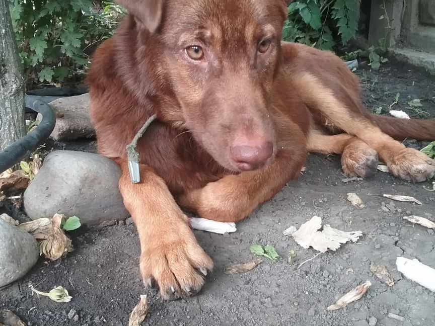 Собака в добрые руки