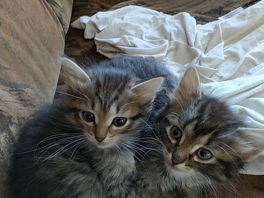 Котята от 26февр бесплатно