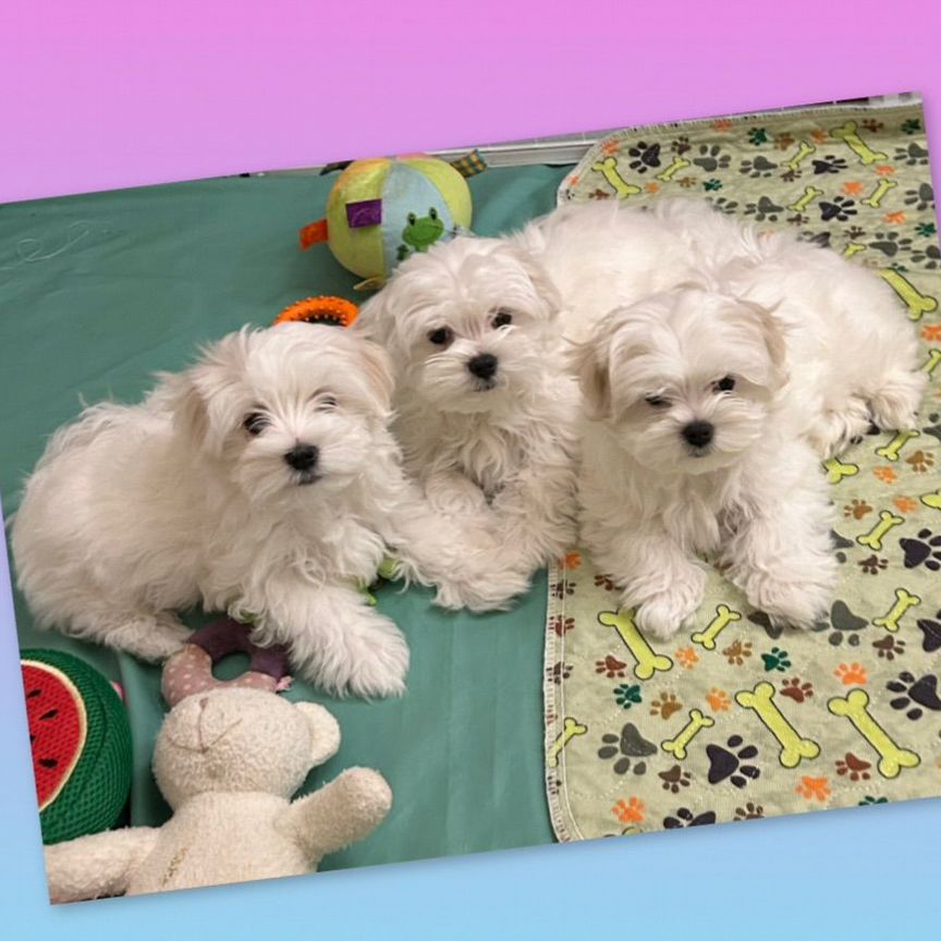 Мальтийская болонка, щенок