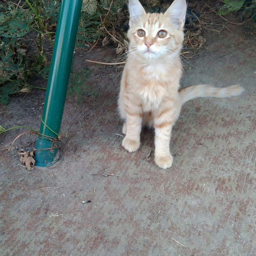 Рыжая красотка