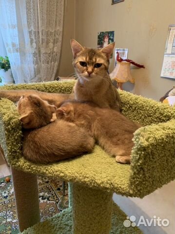 Кошка