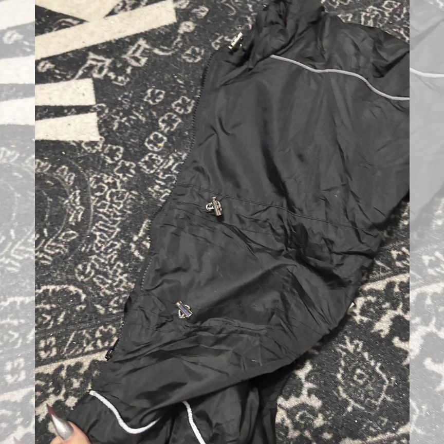 Американский булли, взрослая собака