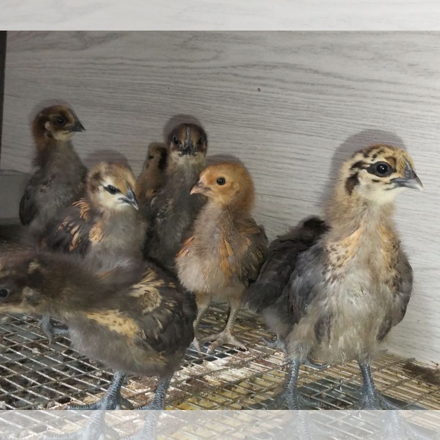 Цыплята двухнедельные Лакеданзи