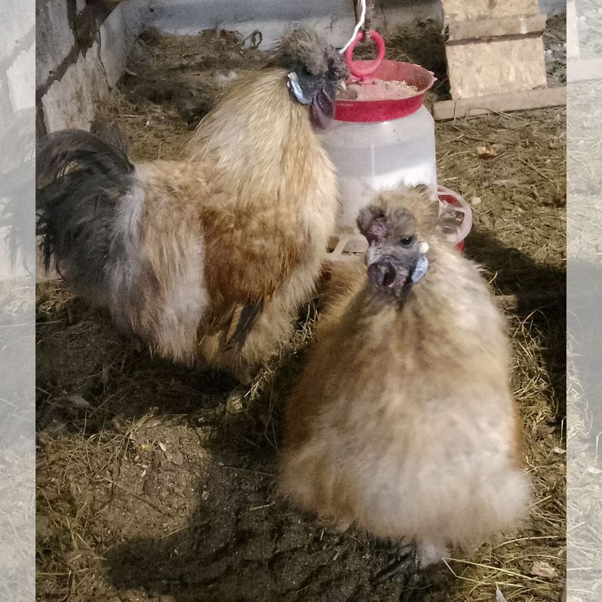 Петух китайский шелковый