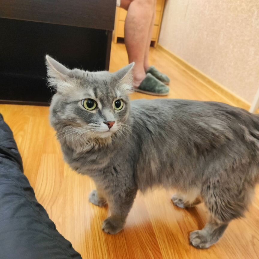 В добрые руки