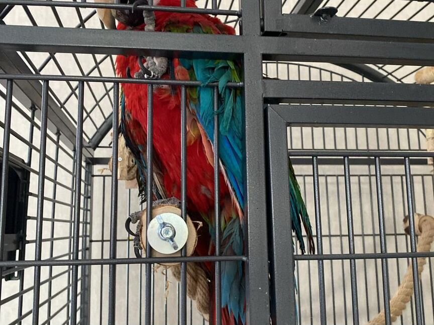 Попугай ара 2 года с клеткой