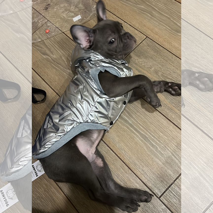 Комбинезон для маленькой собаки