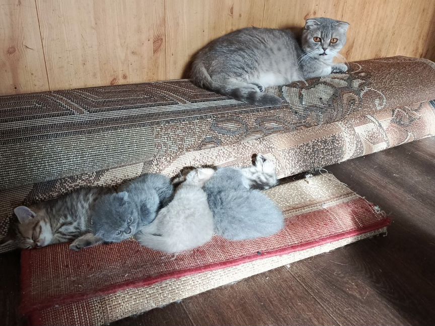 Шатланские котята