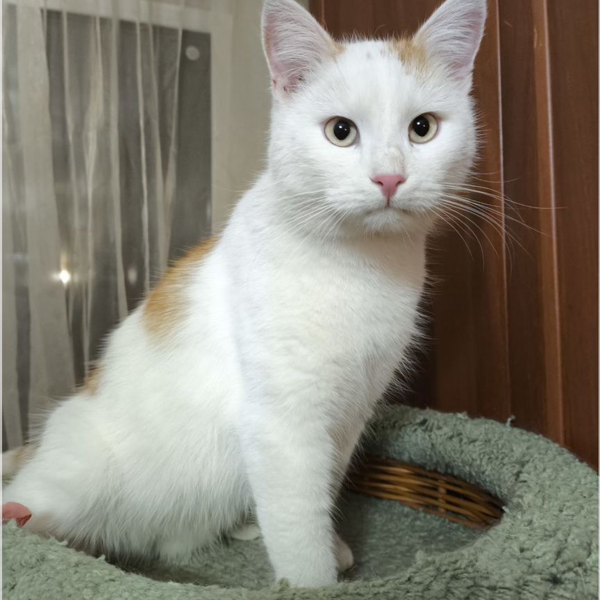 Кот ангорский Кекс 1год кастрированный ласковый