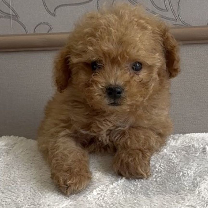 Мальтипу, щенок