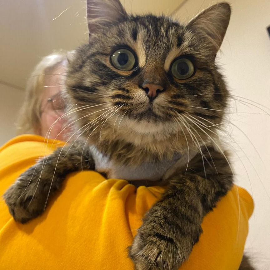 Пушистый комочек в добрые руки