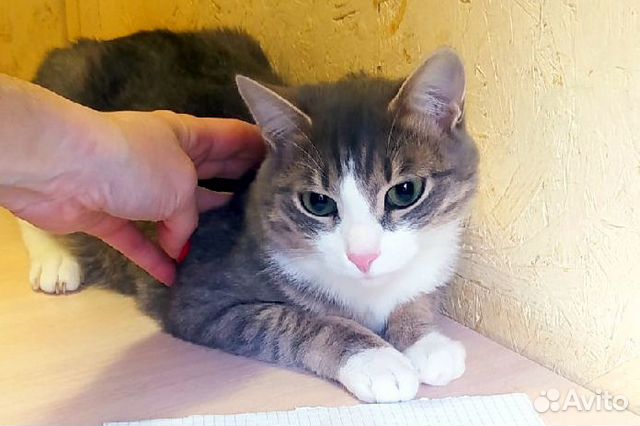 Мохито. Активный молоденький котик 1 год